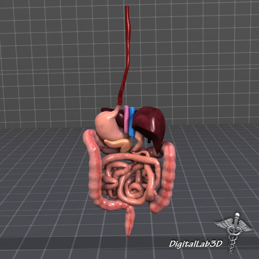 Digestive Systems Organism 3d Model
