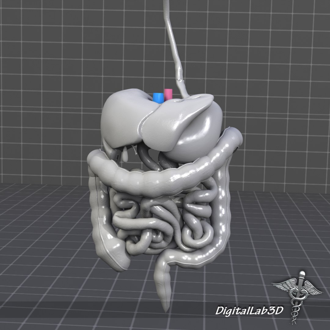 Digestive Systems Organism 3d Model