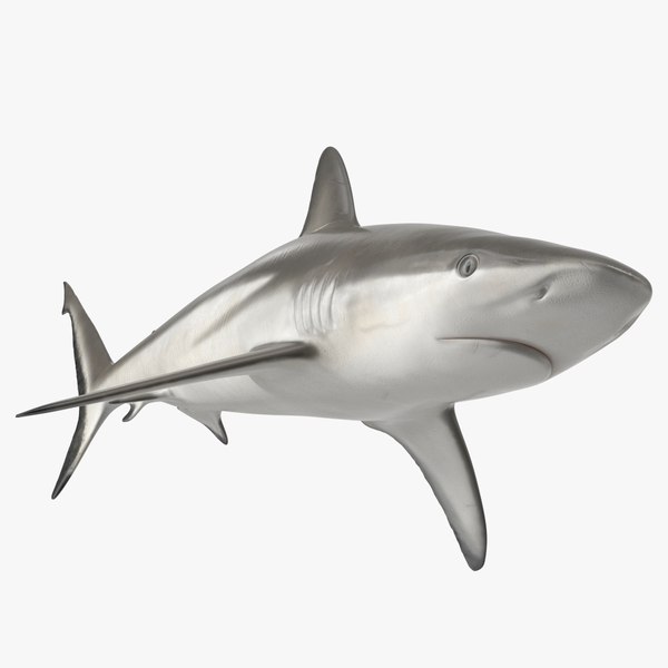 modelo 3d Tiburón gris realista de arrecife - TurboSquid 2241547