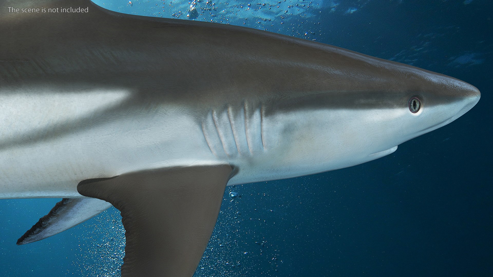 Realistic Grey Reef Shark 3D Model - TurboSquid 2241547