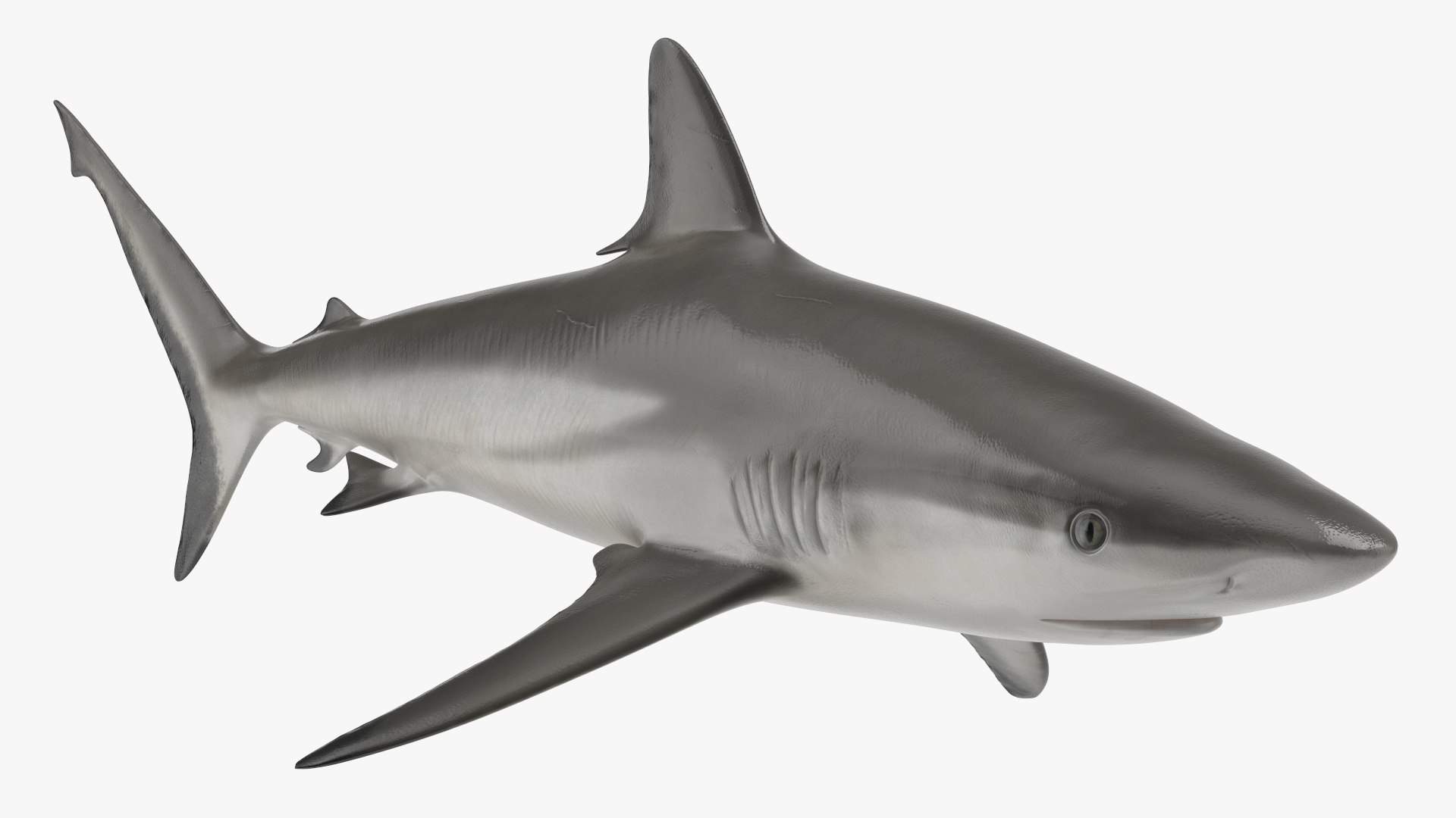 Realistic Grey Reef Shark 3D Model - TurboSquid 2241547