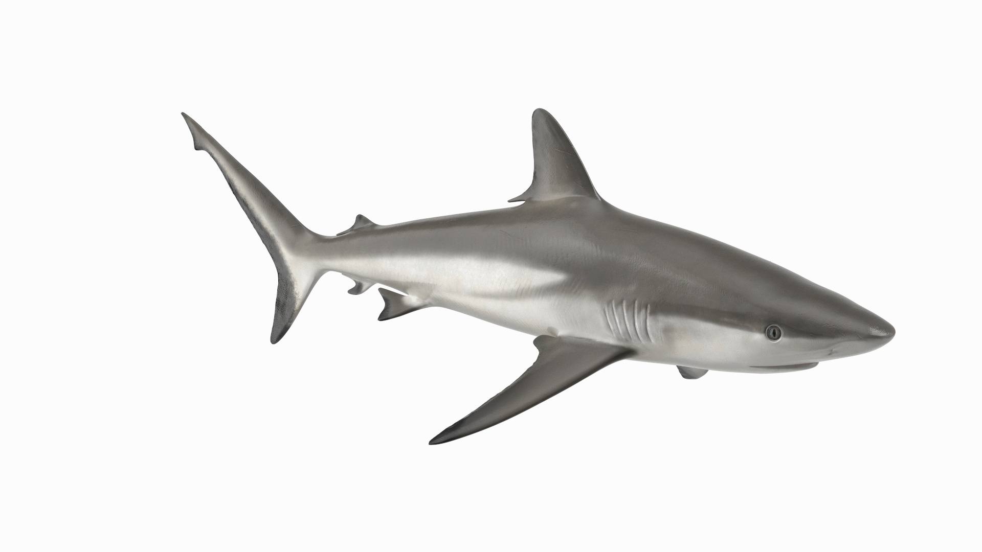 Realistic Grey Reef Shark 3D Model - TurboSquid 2241547