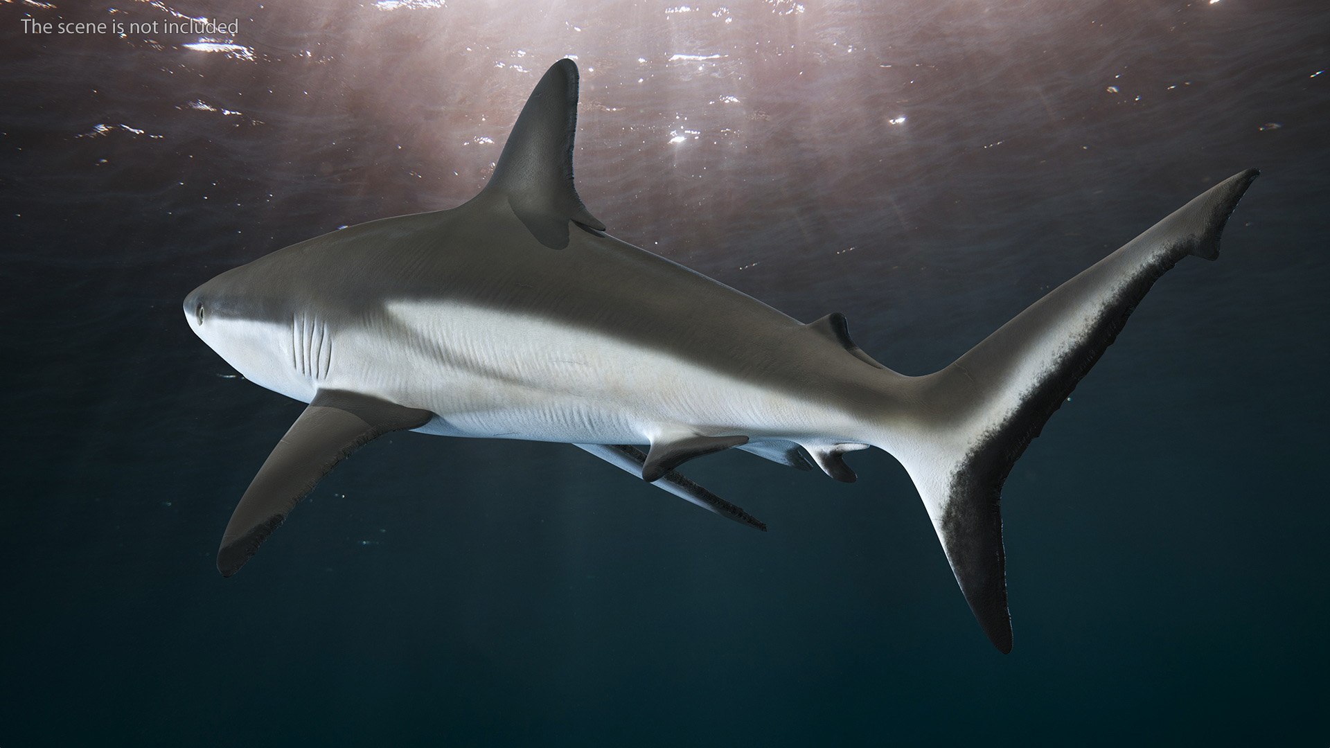 Realistic Grey Reef Shark 3D Model - TurboSquid 2241547