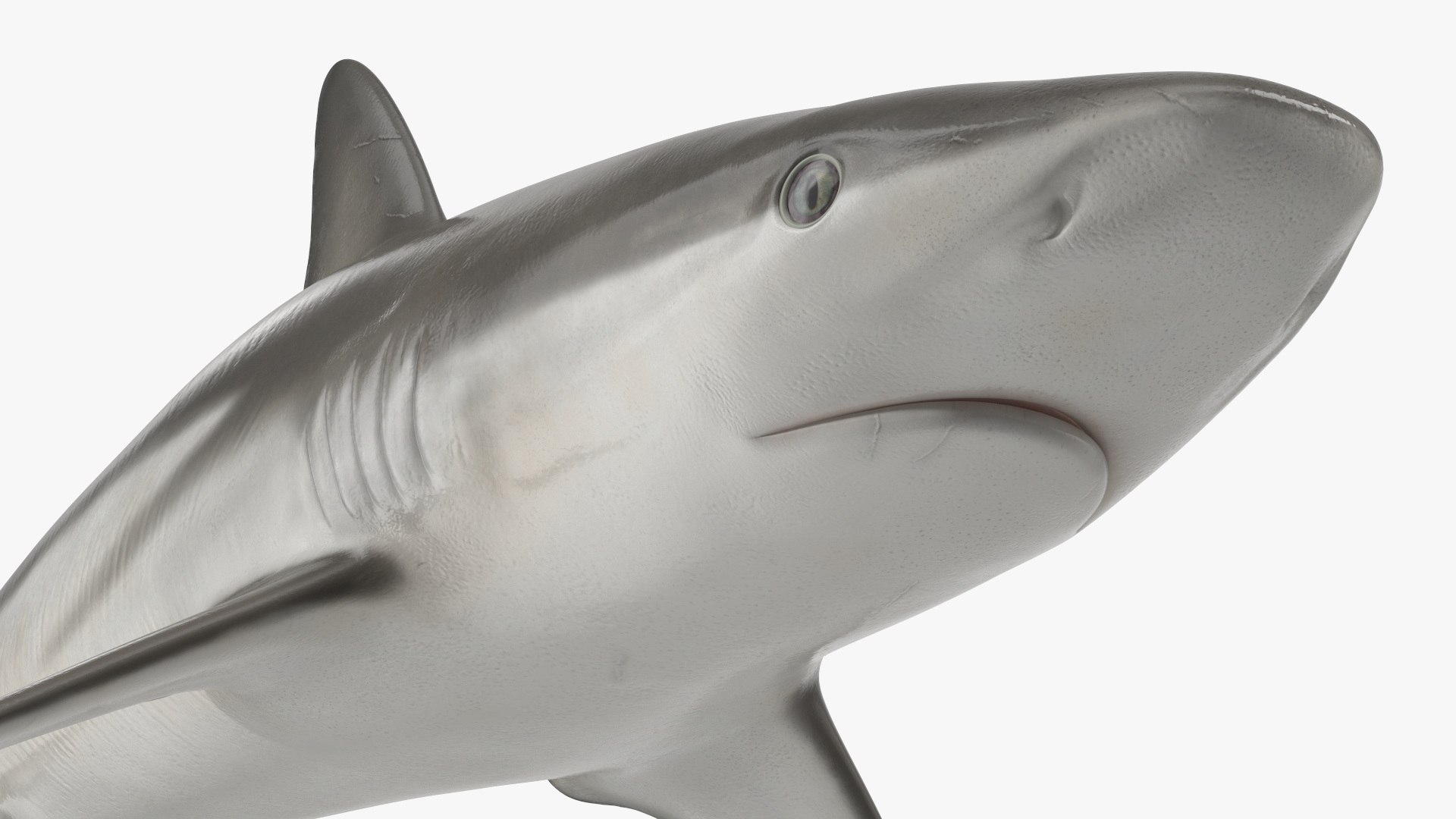 Realistic Grey Reef Shark 3D Model - TurboSquid 2241547