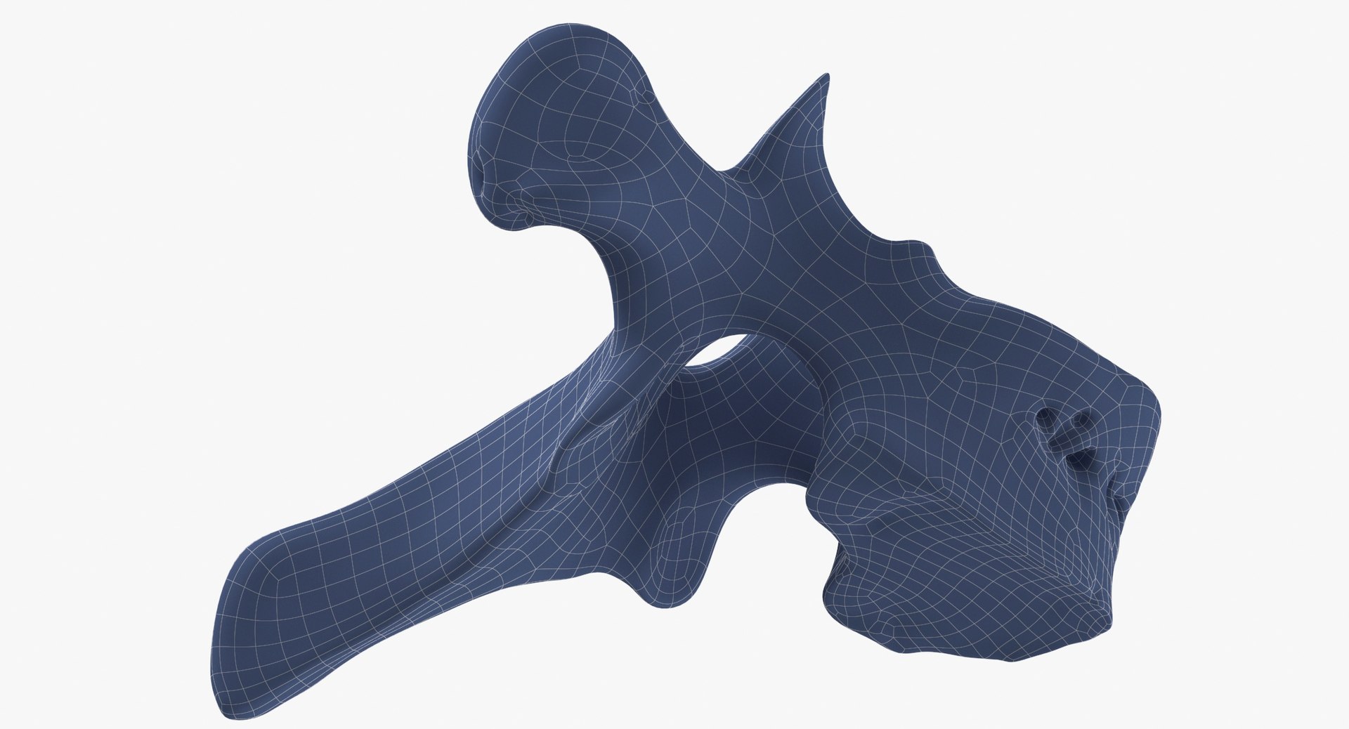 3D model thoracic vertebrae th1 th12 - TurboSquid 1520447