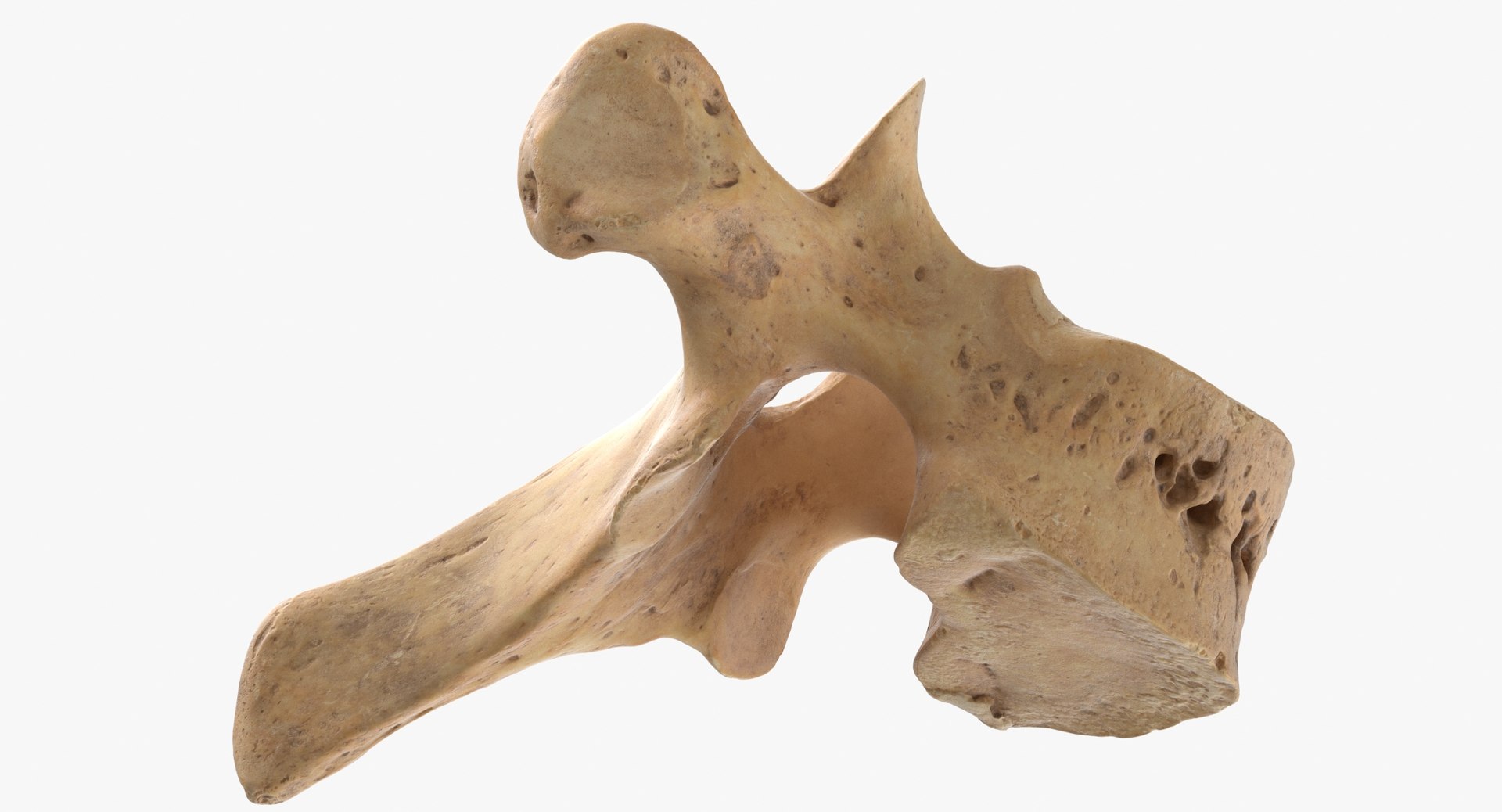 3D Model Thoracic Vertebrae Th1 Th12 - TurboSquid 1520447