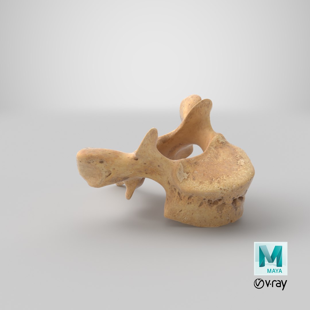 3D Model Thoracic Vertebrae Th1 Th12 - TurboSquid 1520447