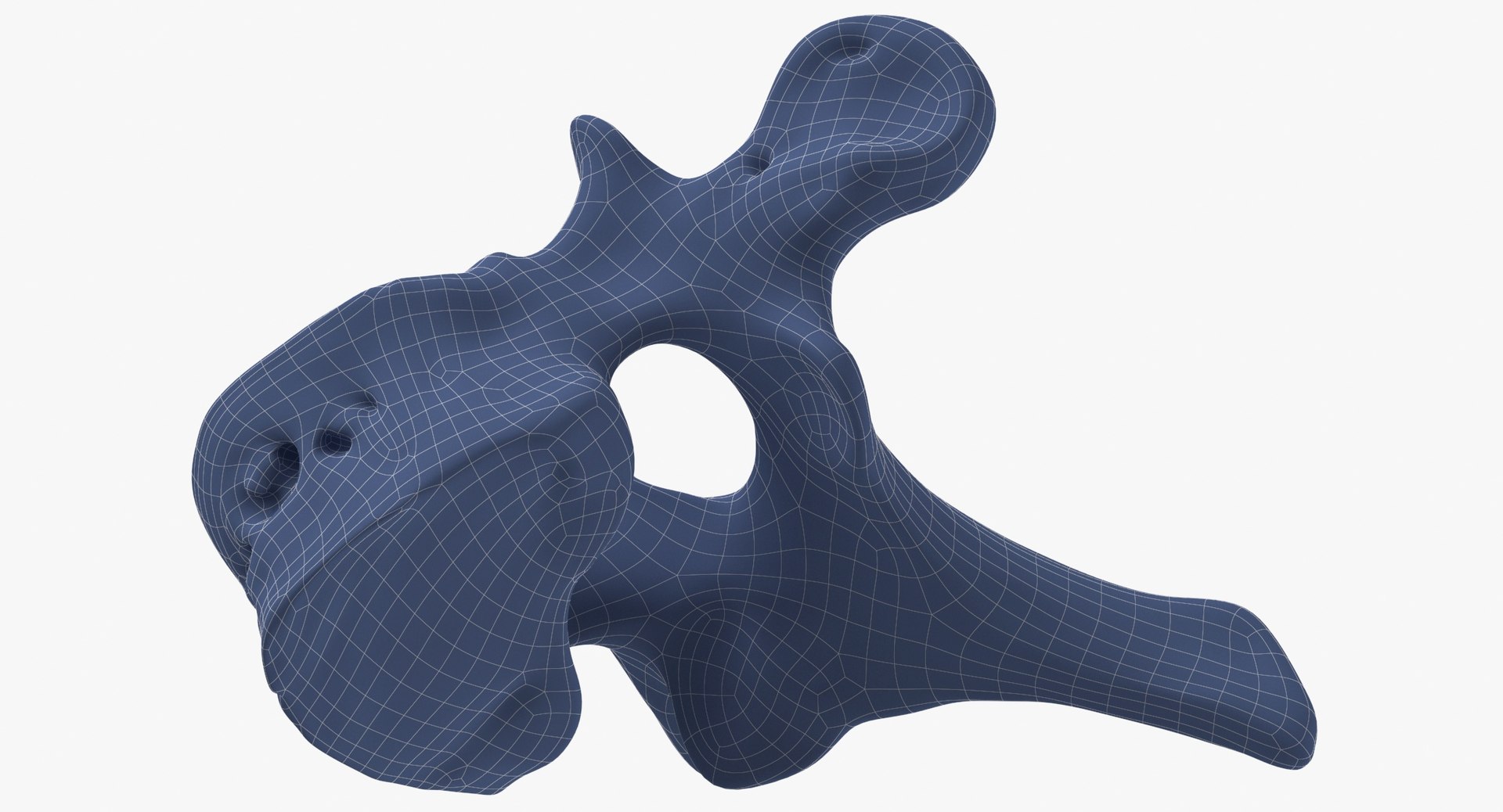 3D model thoracic vertebrae th1 th12 - TurboSquid 1520447