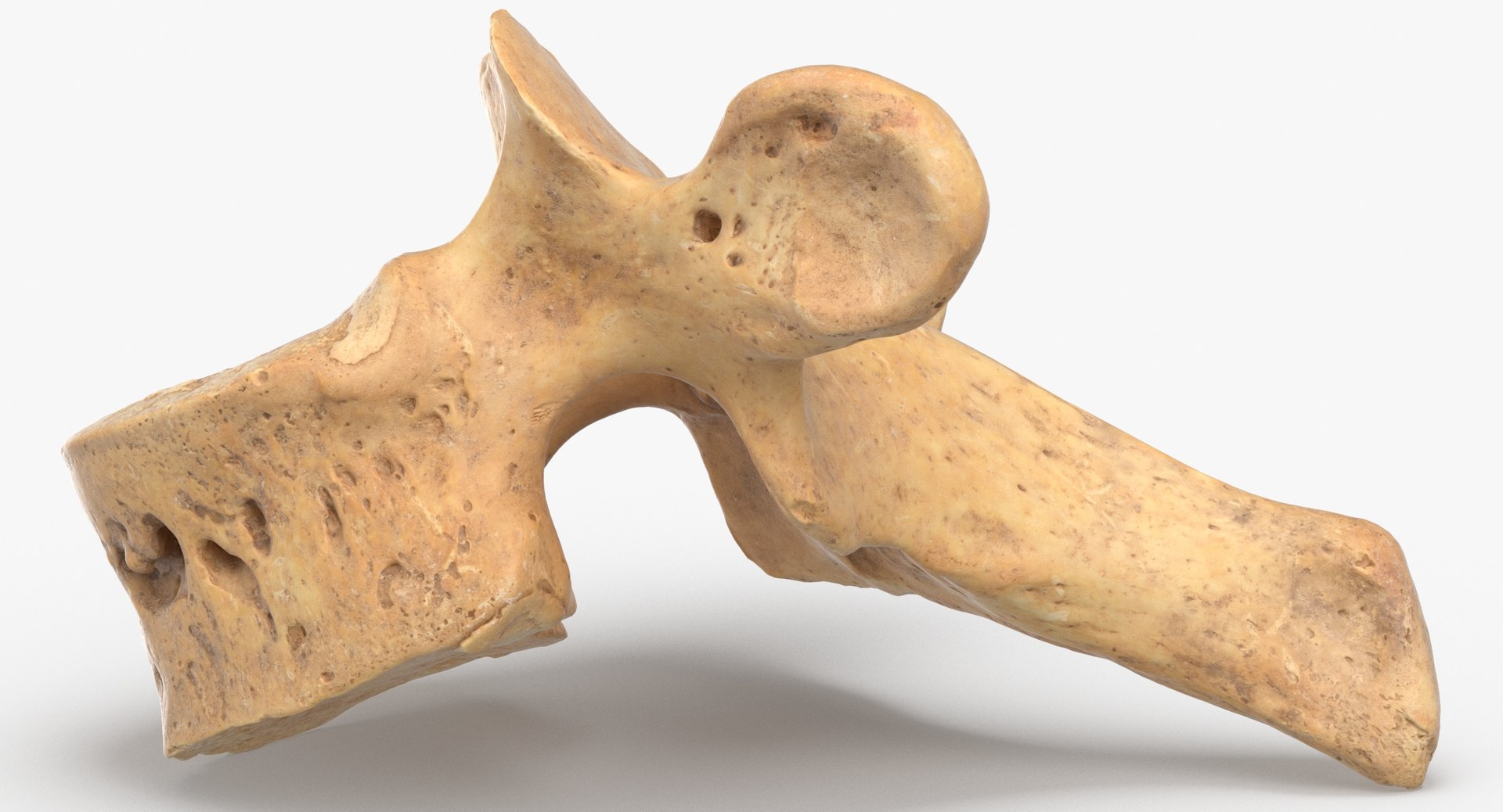 3D Model Thoracic Vertebrae Th1 Th12 - TurboSquid 1520447