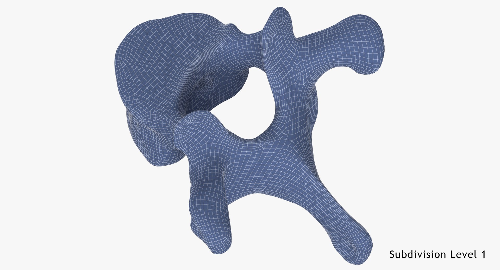 3D model thoracic vertebrae th1 th12 - TurboSquid 1520447