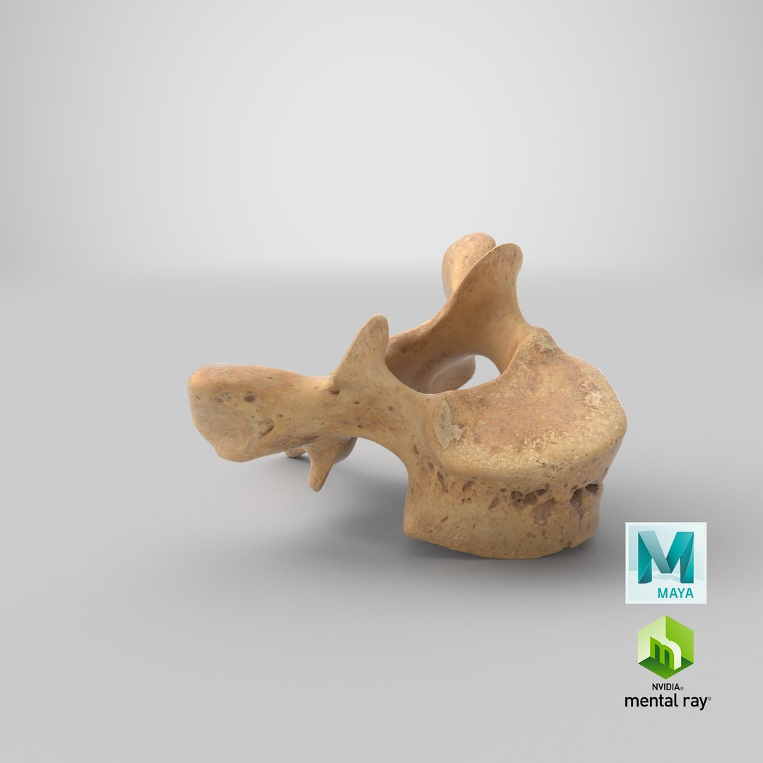3D Model Thoracic Vertebrae Th1 Th12 - TurboSquid 1520447
