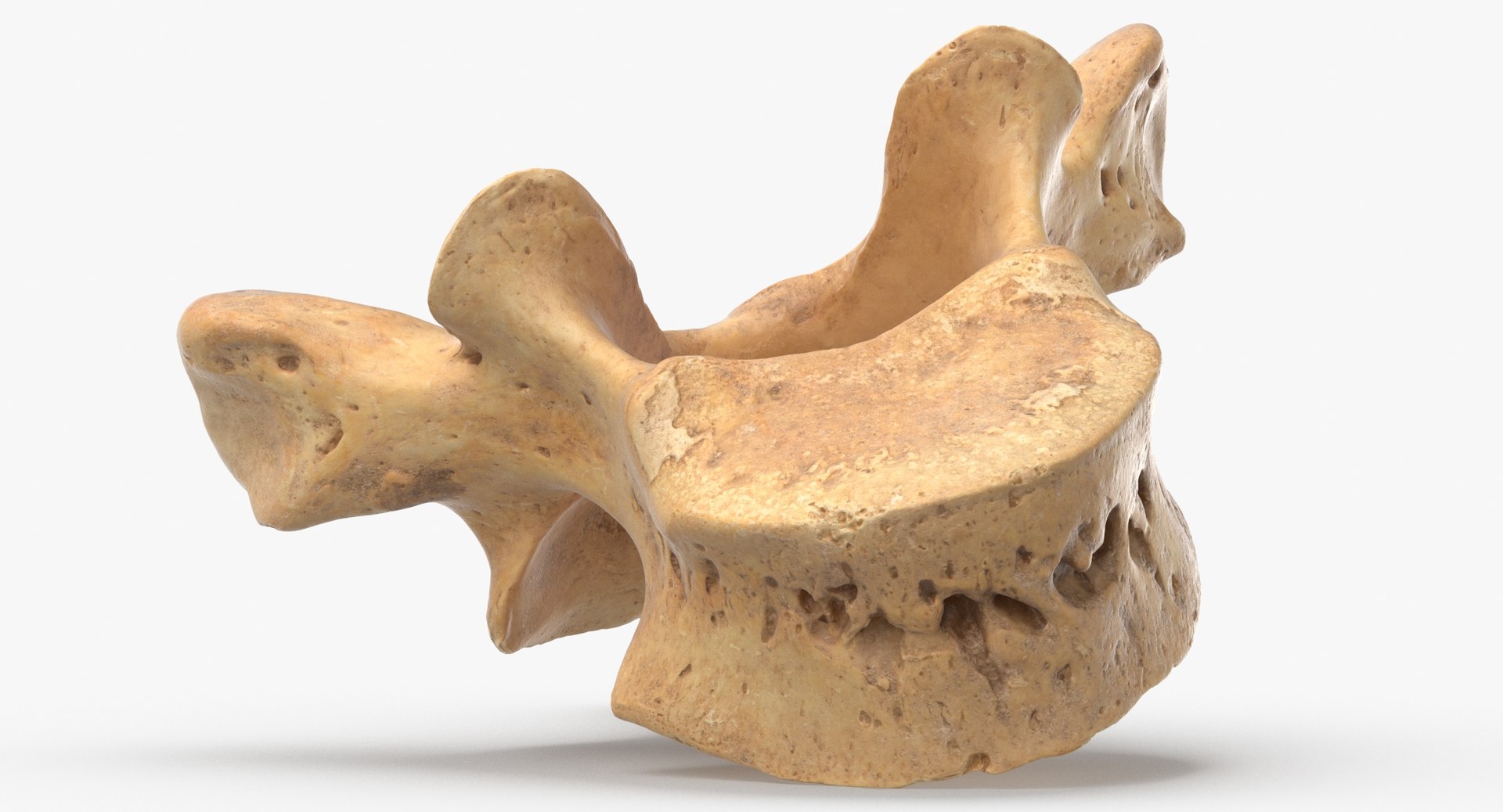 3D Model Thoracic Vertebrae Th1 Th12 - TurboSquid 1520447