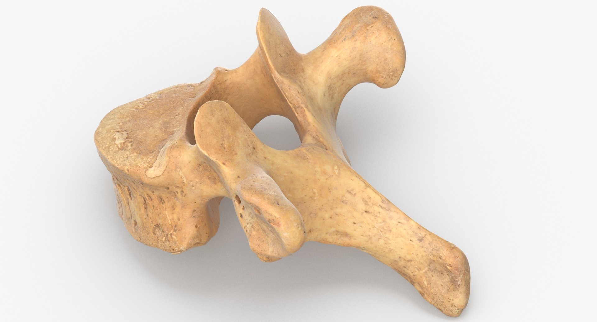 3D Model Thoracic Vertebrae Th1 Th12 - TurboSquid 1520447