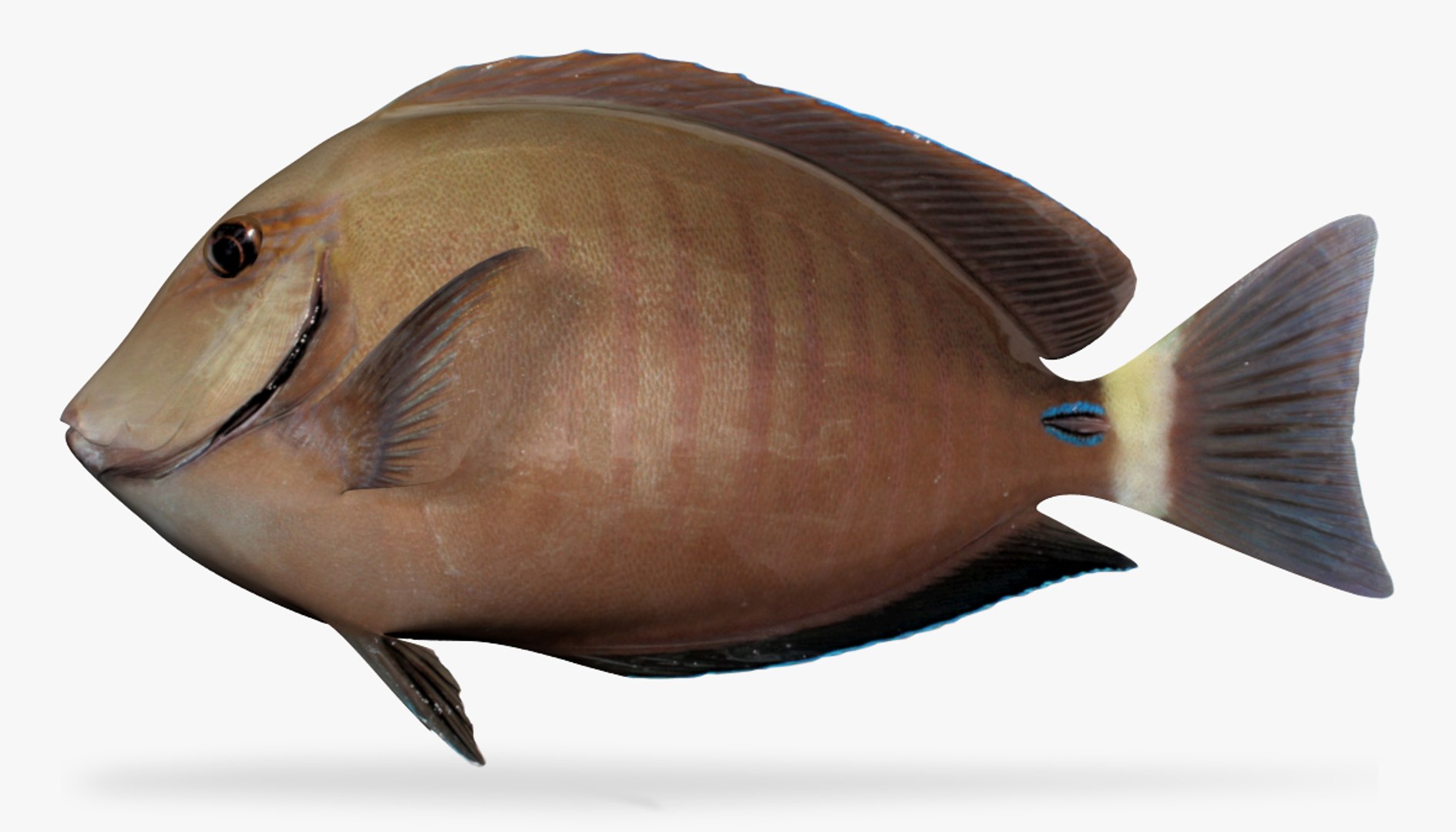 3D Model Doctorfish Fish | 1144339 | TurboSquid