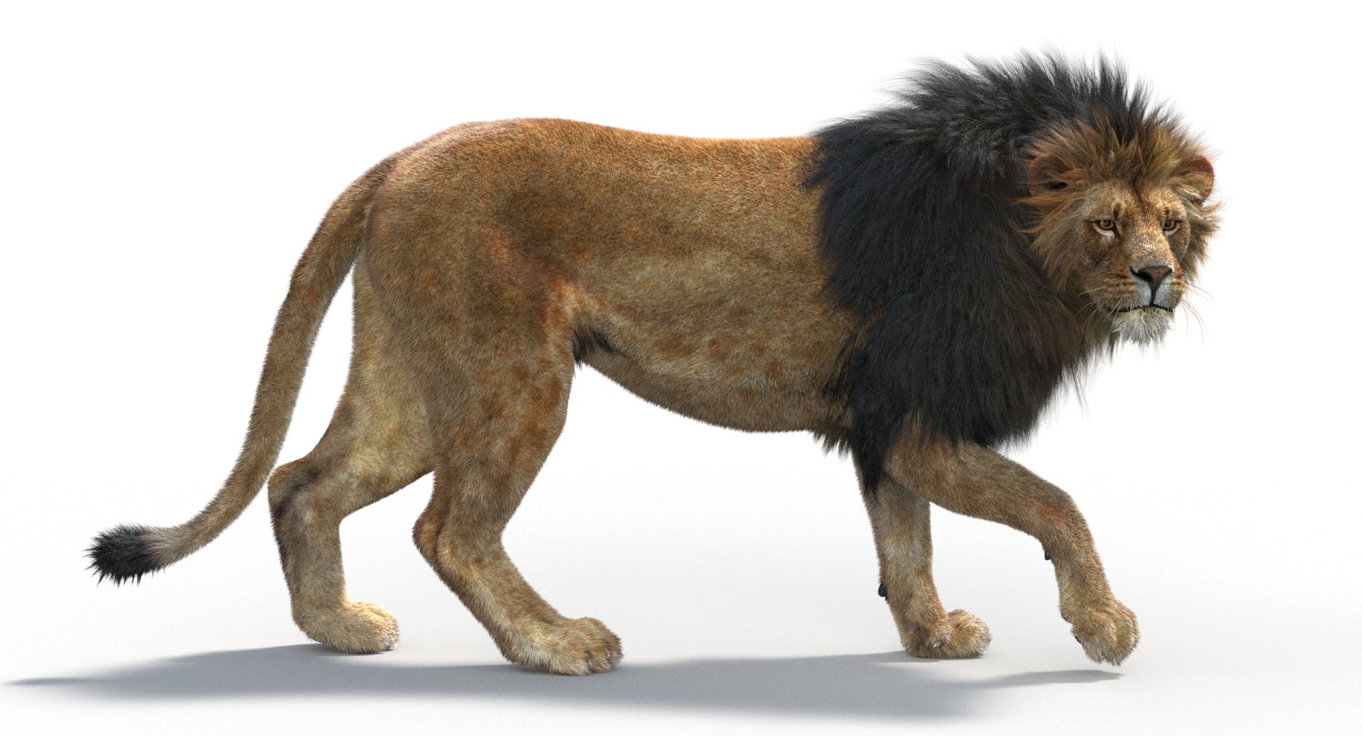 lion 2 fur rigged 3d obj