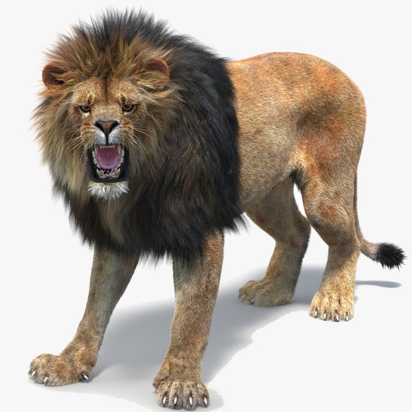 Free 3D Lion Models | TurboSquid
