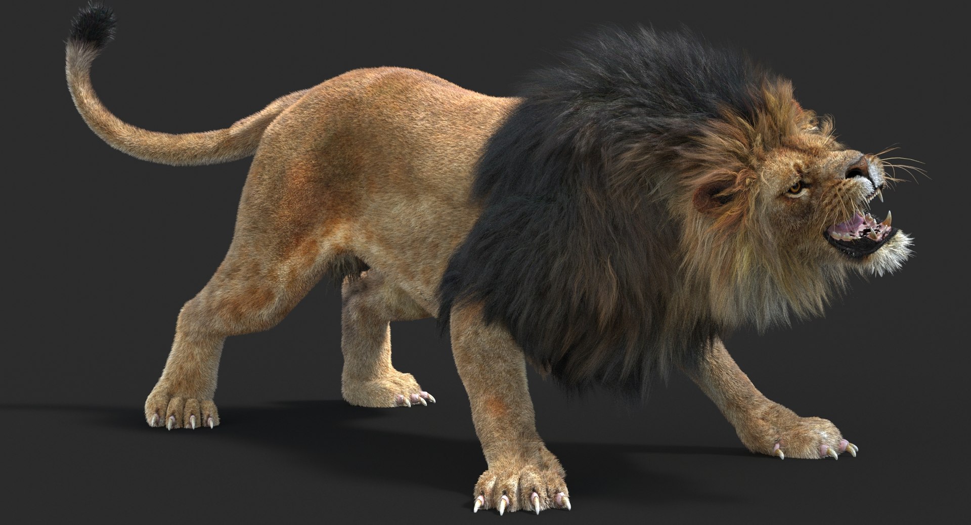 lion 2 fur rigged 3d obj