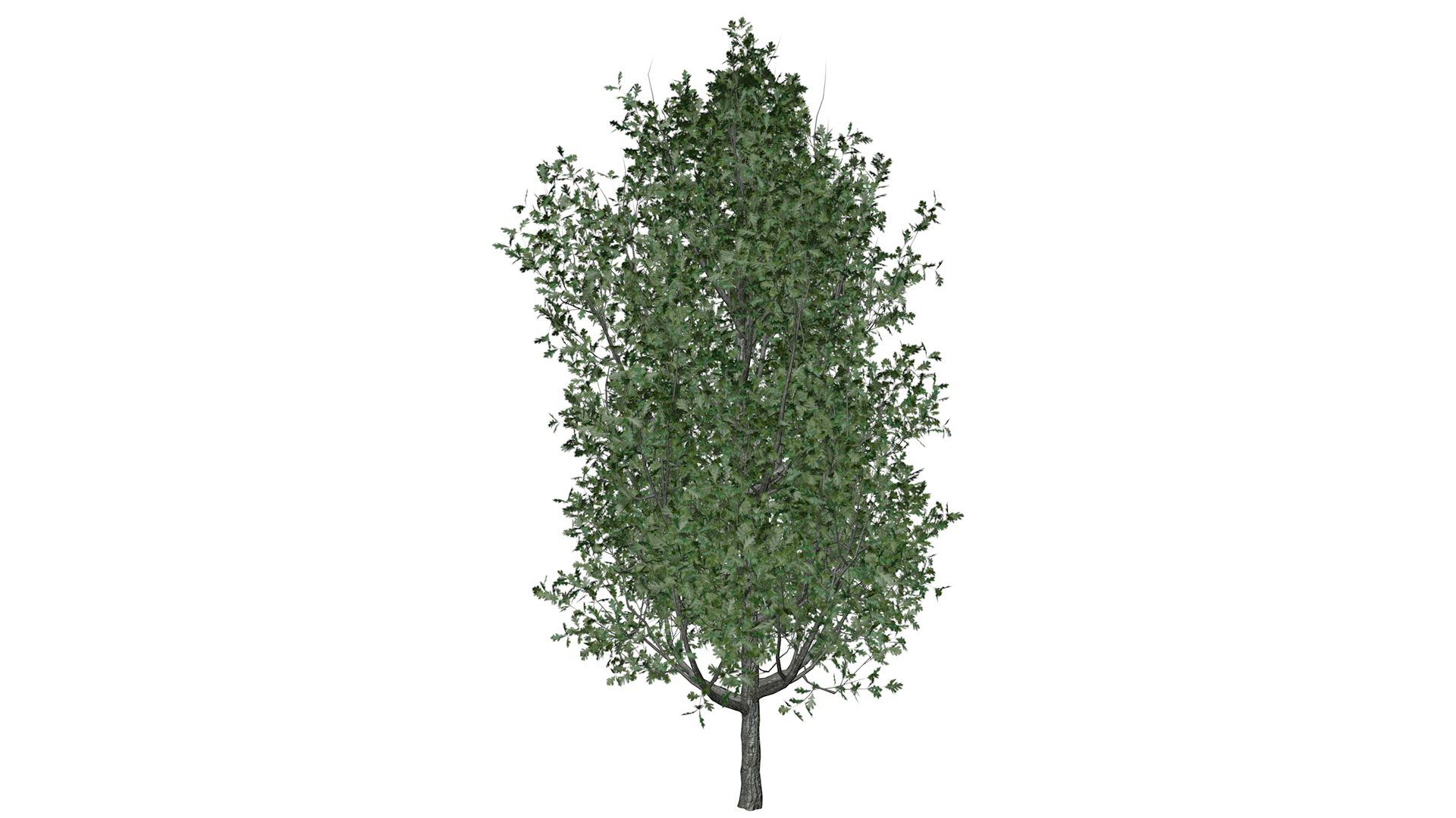 3D Cypress Oak Tree Collection - TurboSquid 2378975