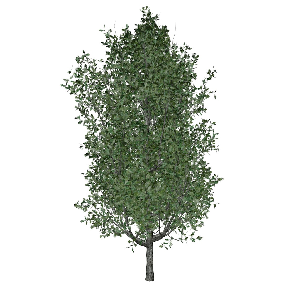 3D Cypress Oak Tree - 10 - - TurboSquid 2375803
