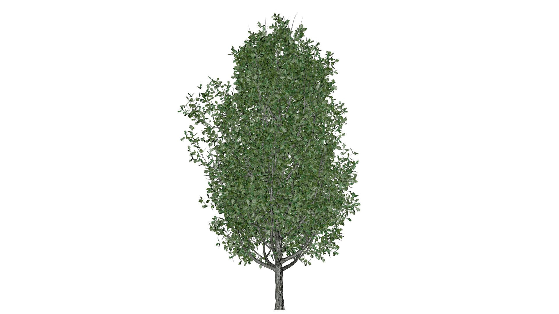 3D Cypress Oak Tree - 10 - - TurboSquid 2375803