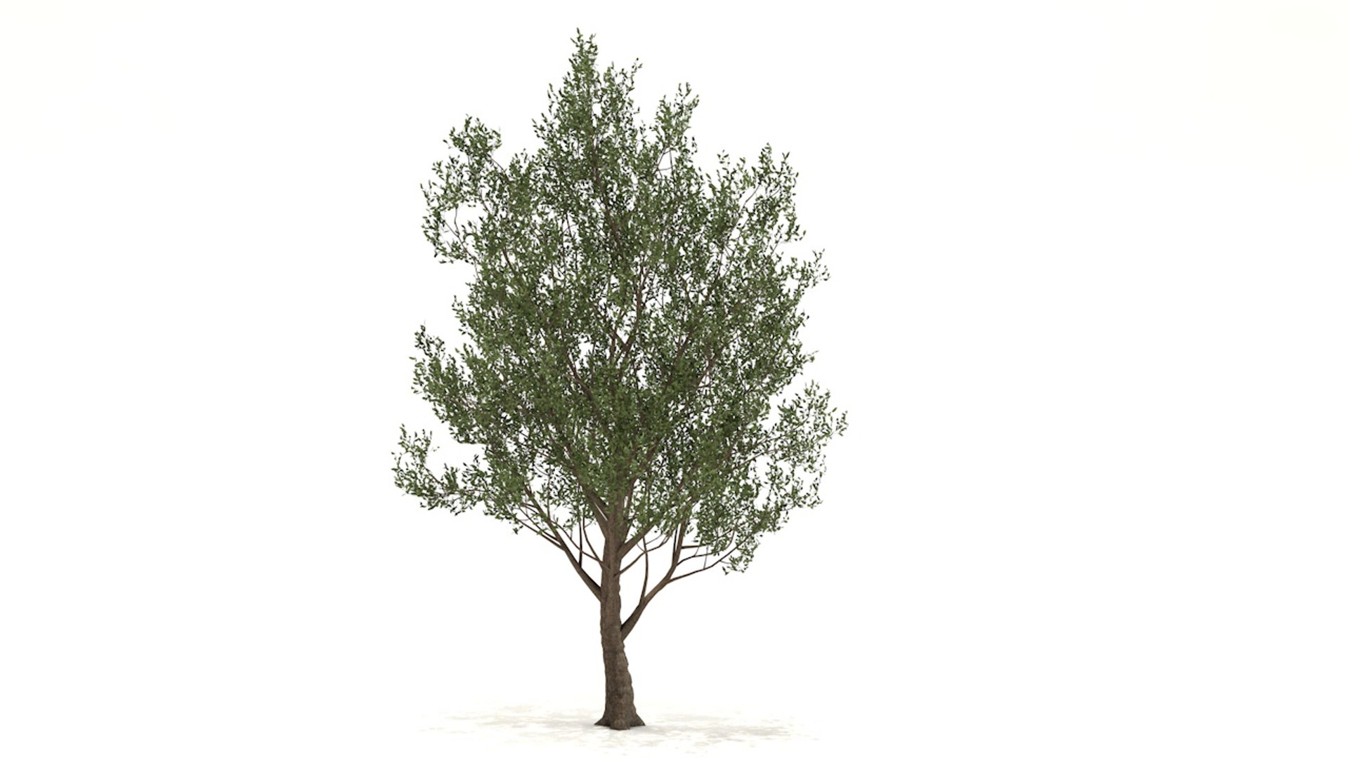 Tupelo Tree 3D - TurboSquid 1401177
