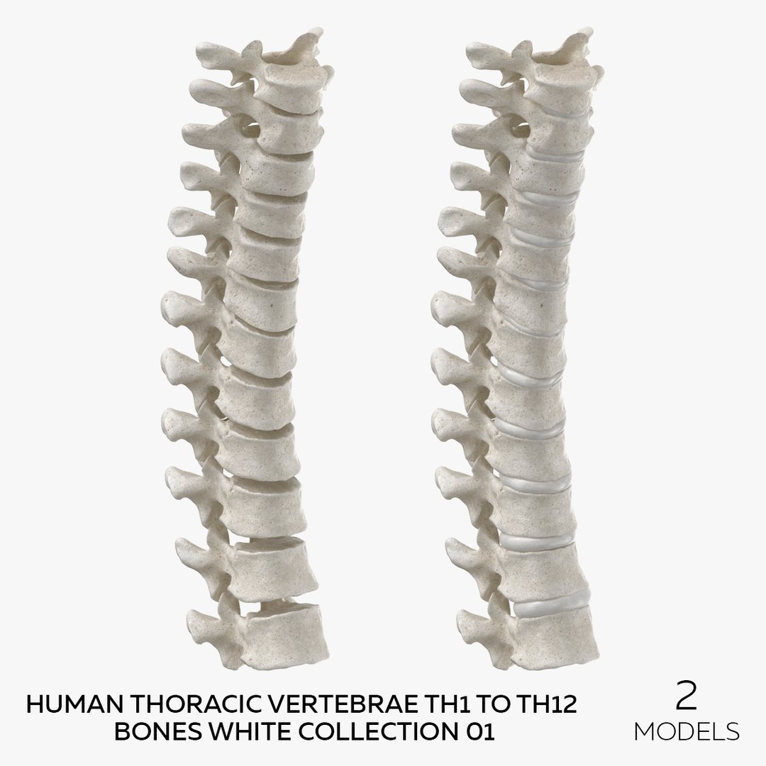 Human Thoracic Vertebrae TH1 To TH12 Bones White Collection 01 - 2 Models Model - TurboSquid 2199379