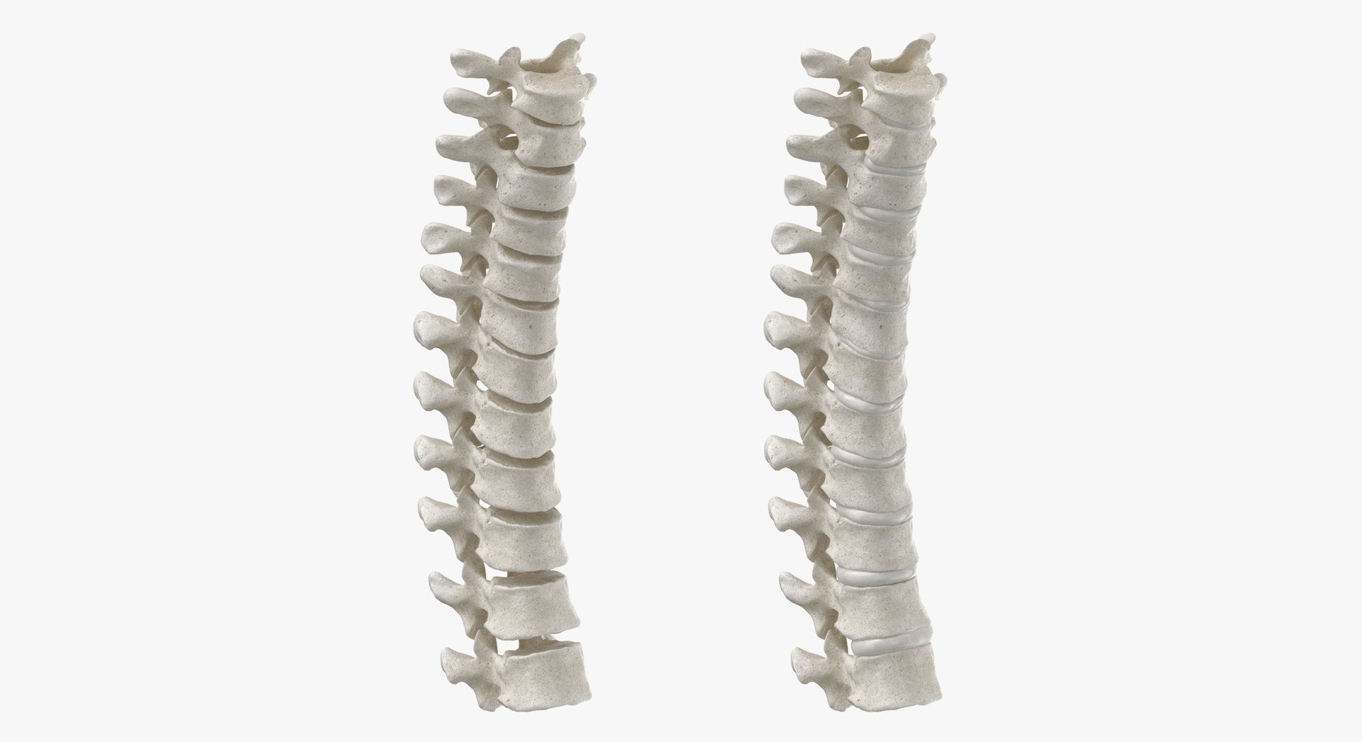 Human Thoracic Vertebrae TH1 To TH12 Bones White Collection 01 - 2 ...