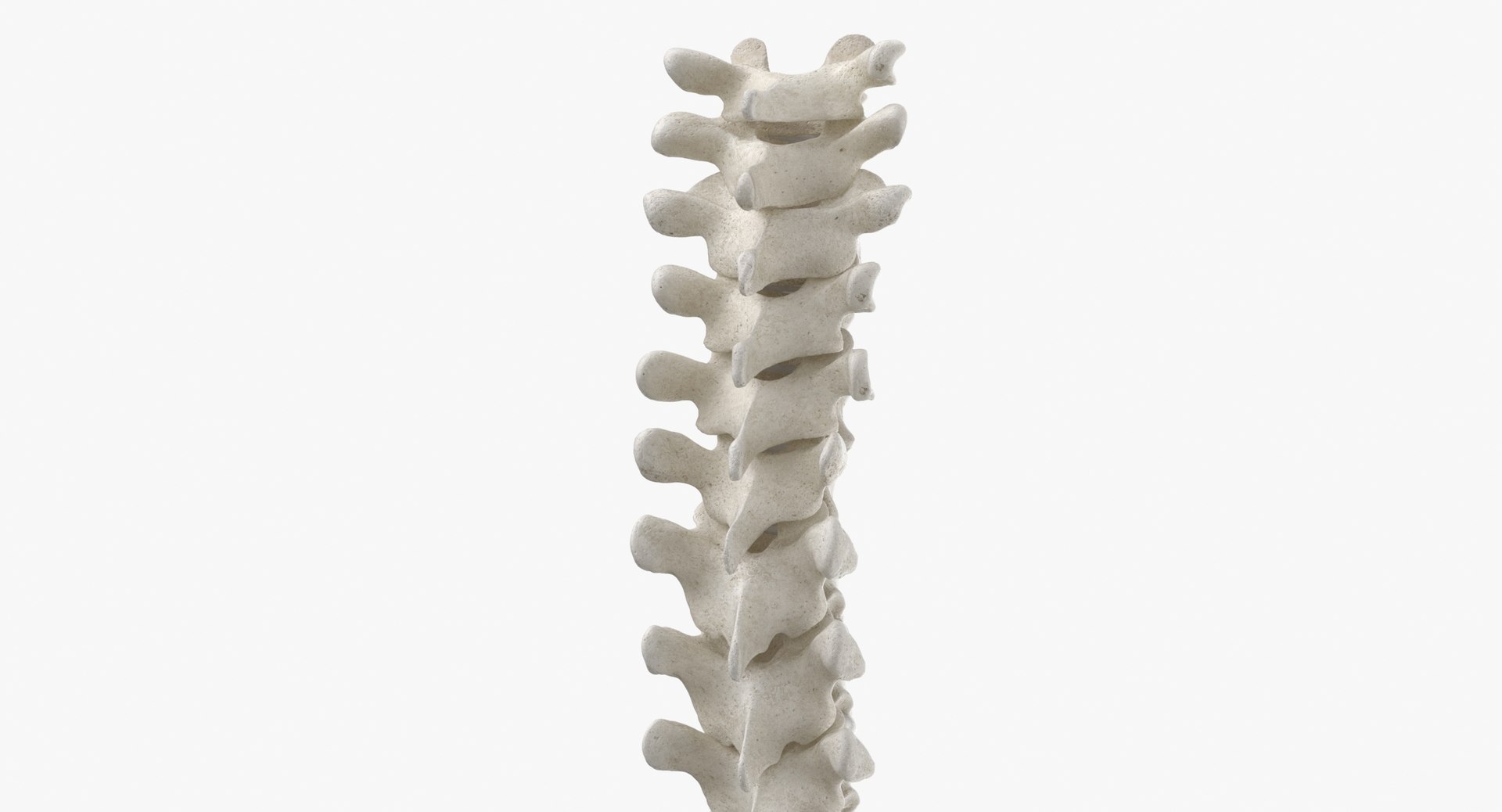 Human Thoracic Vertebrae TH1 To TH12 Bones White Collection 01 - 2 Models Model - TurboSquid 2199379