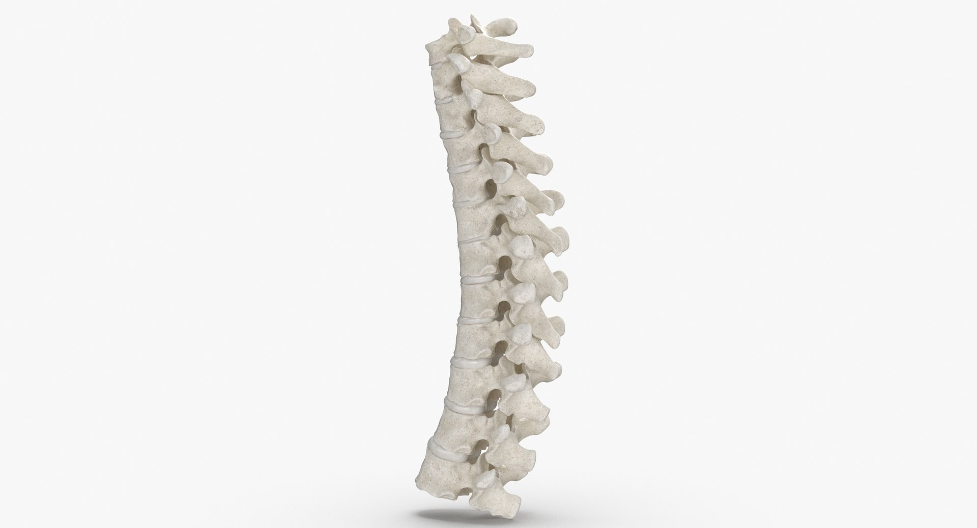 Human Thoracic Vertebrae TH1 To TH12 Bones White Collection 01 - 2 Models Model - TurboSquid 2199379