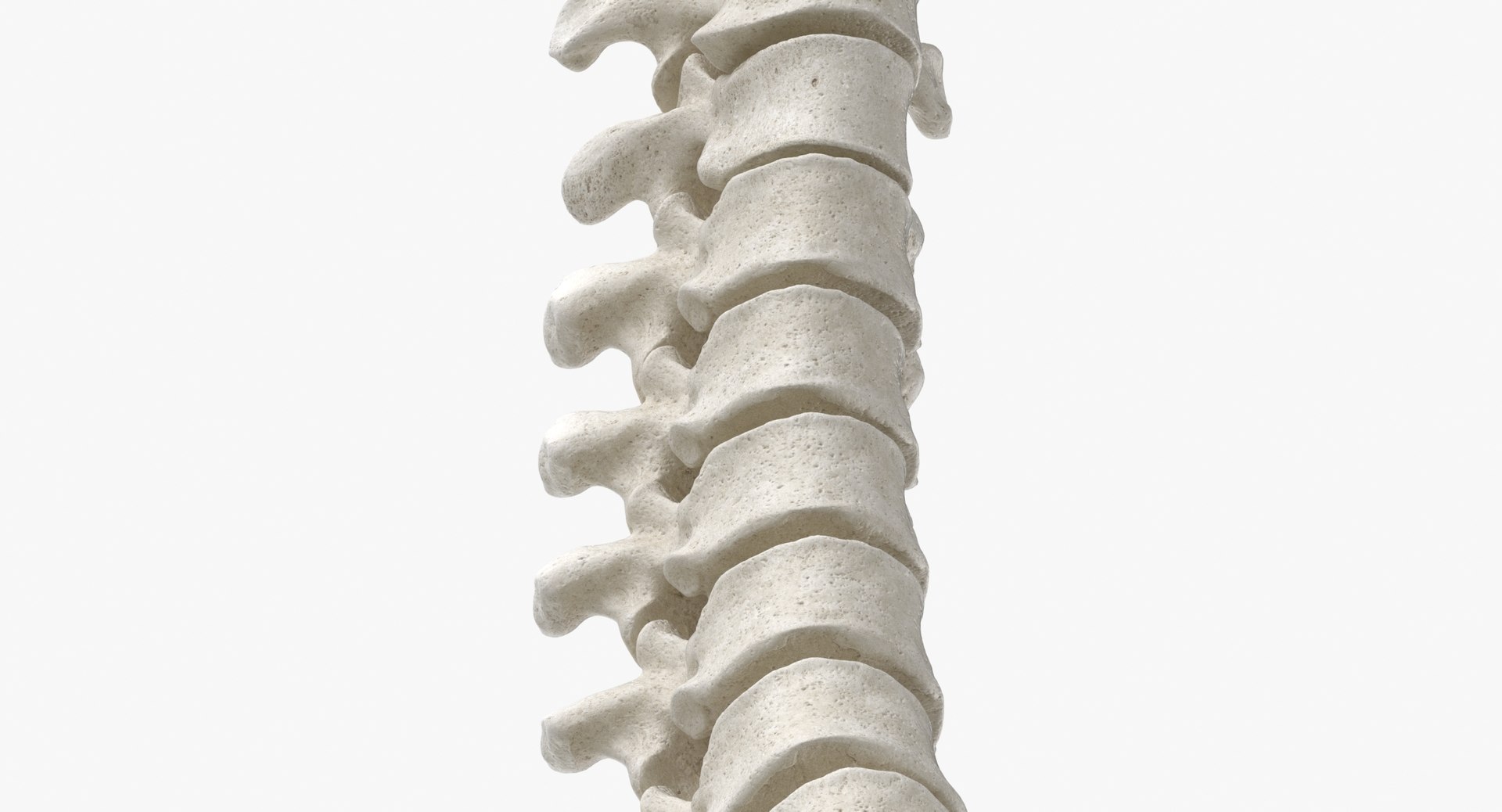 Human Thoracic Vertebrae TH1 To TH12 Bones White Collection 01 - 2 Models Model - TurboSquid 2199379