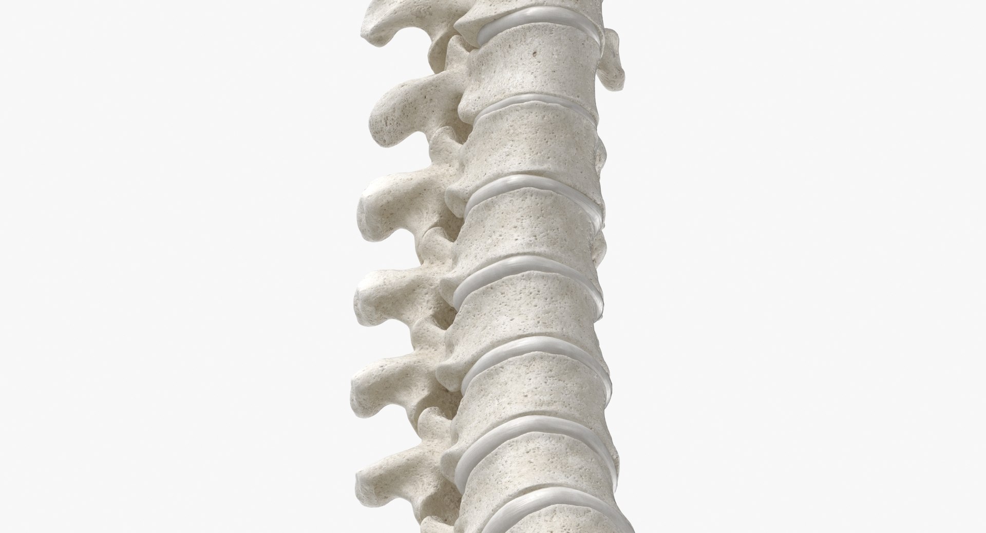 Human Thoracic Vertebrae TH1 To TH12 Bones White Collection 01 - 2 Models Model - TurboSquid 2199379