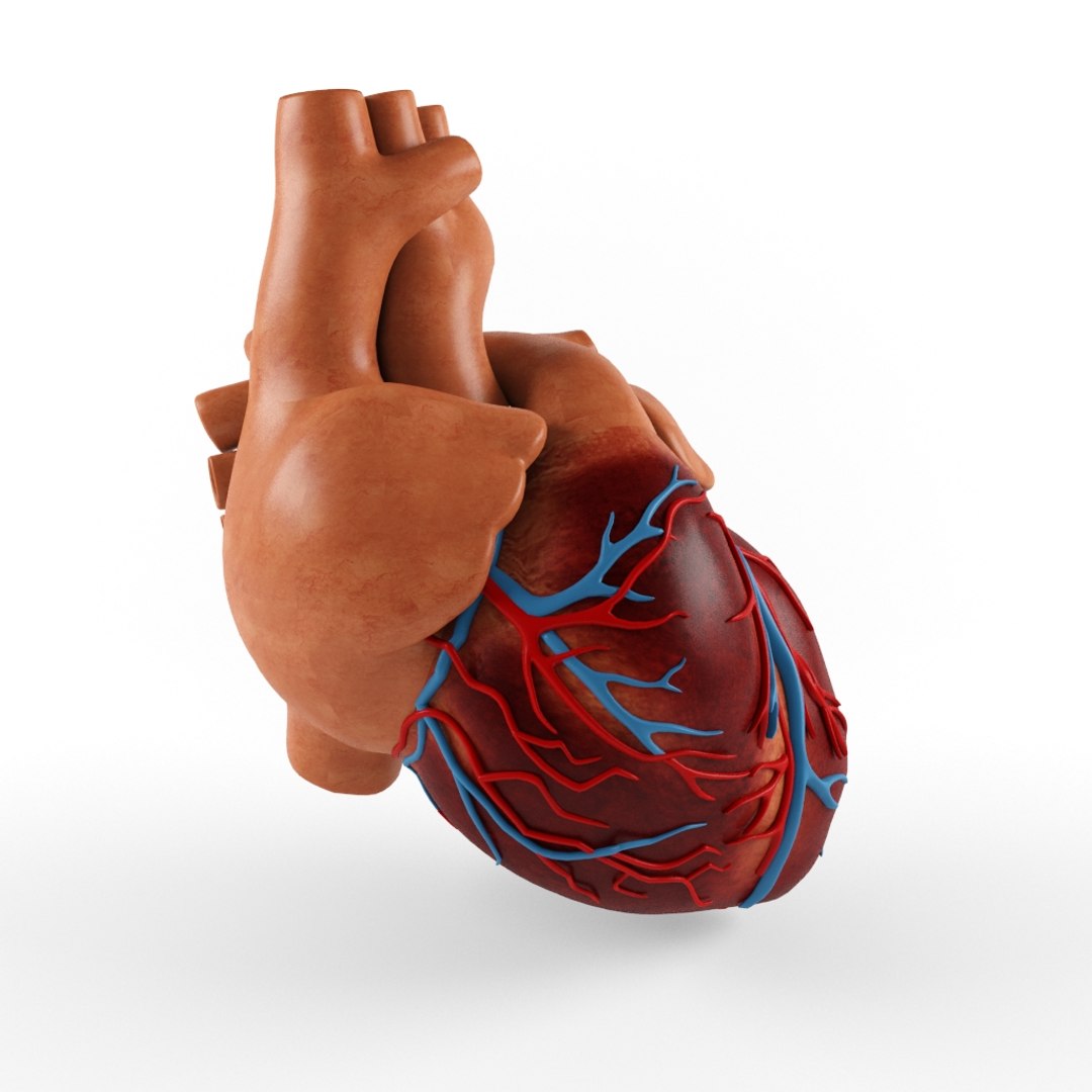 3D Heart Video - TurboSquid 1269809