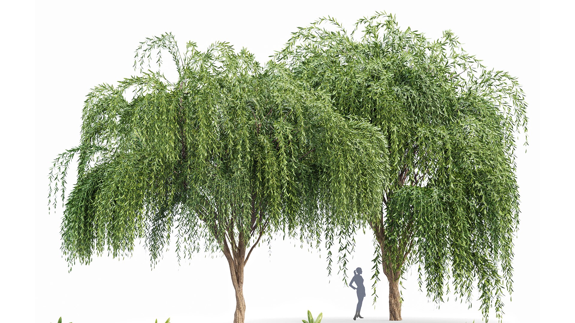 3D Weeping Willow 2trees - TurboSquid 2243022