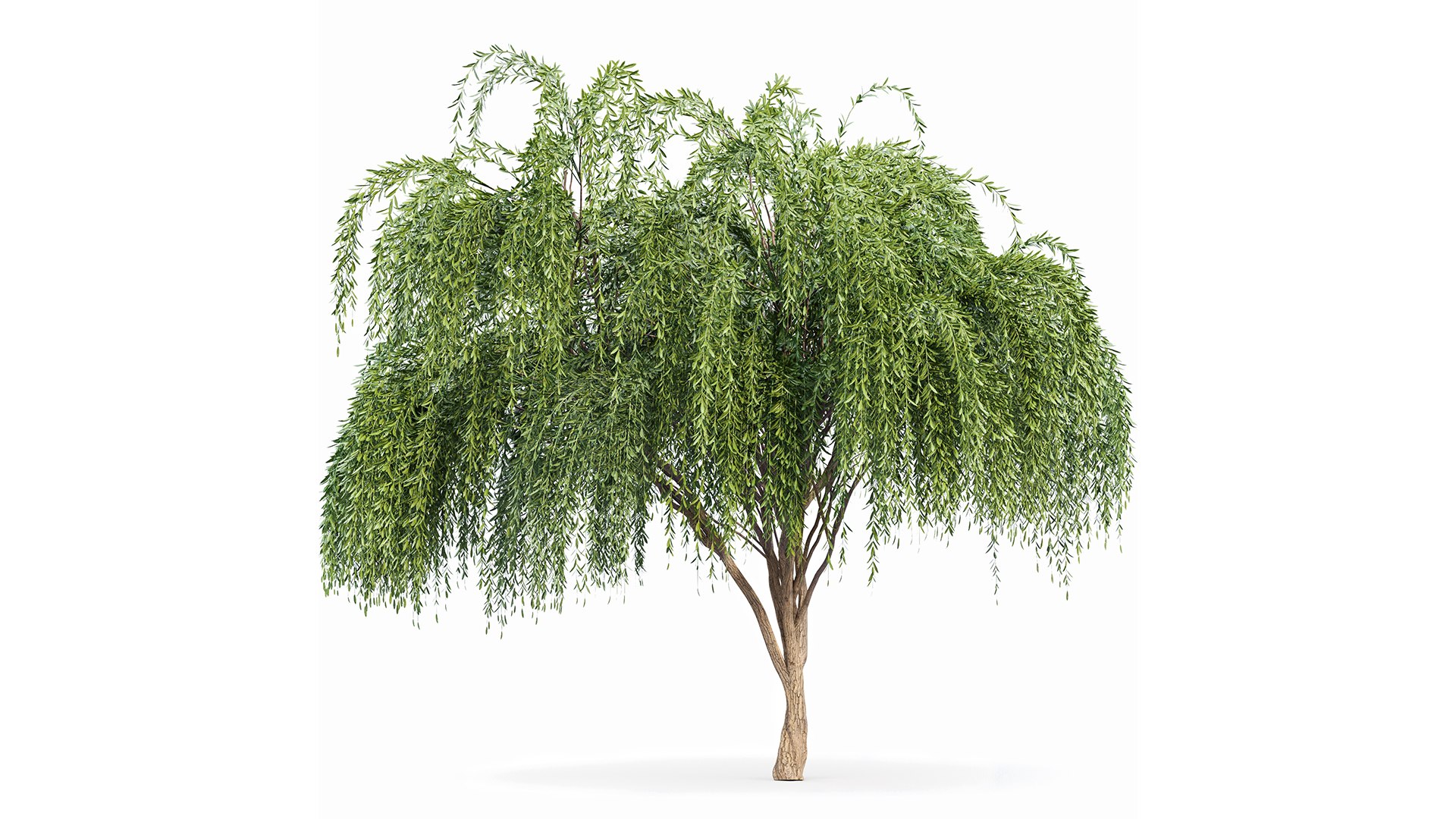 3D Weeping Willow 2trees - TurboSquid 2243022