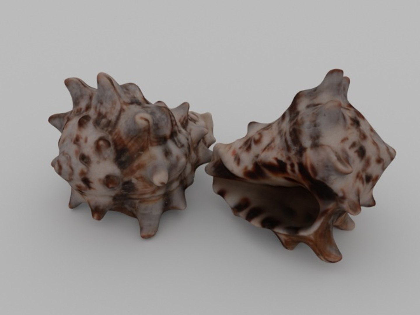 3D Sea Seashell - TurboSquid 1420605