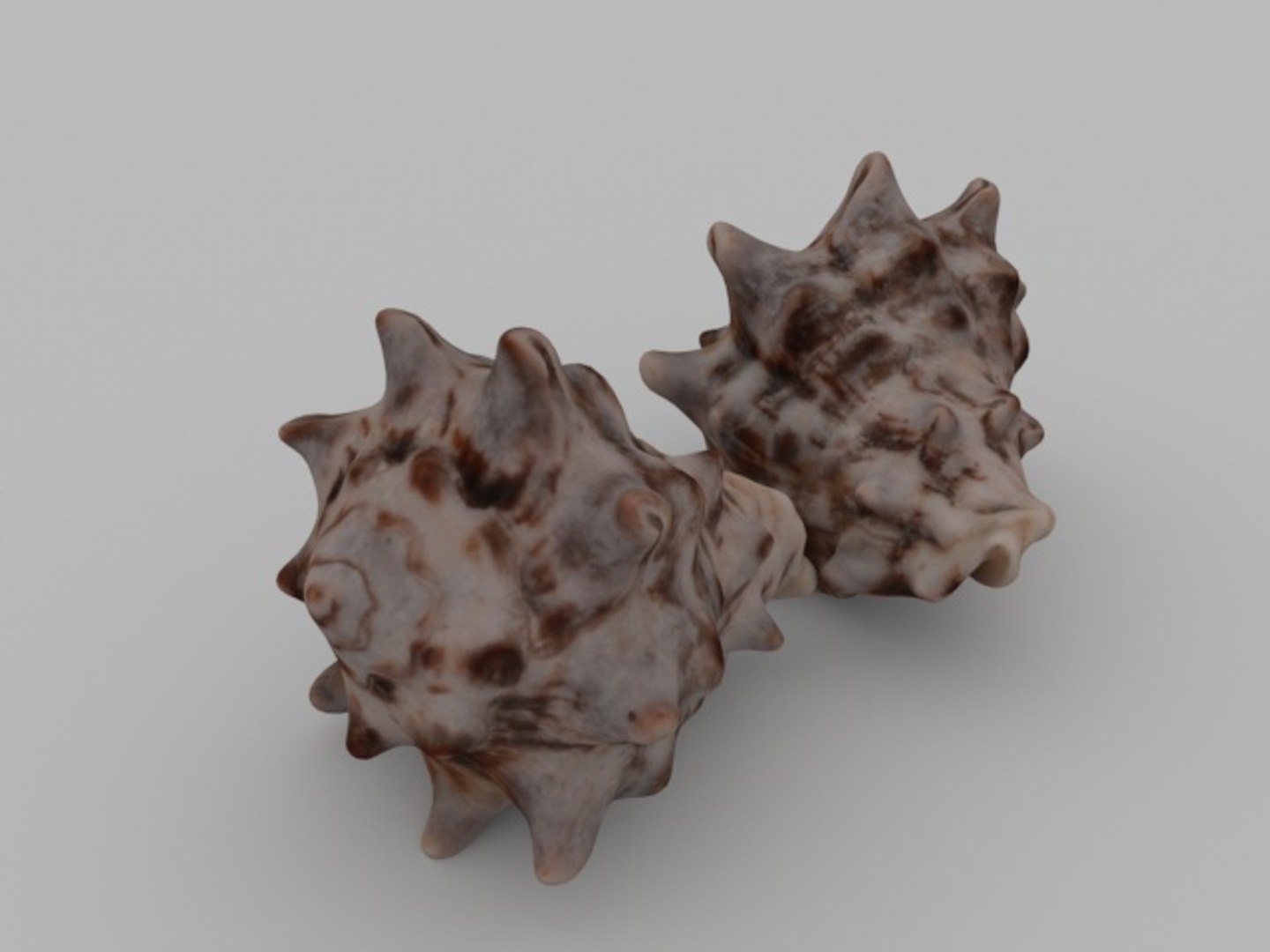 3D Sea Seashell - TurboSquid 1420605