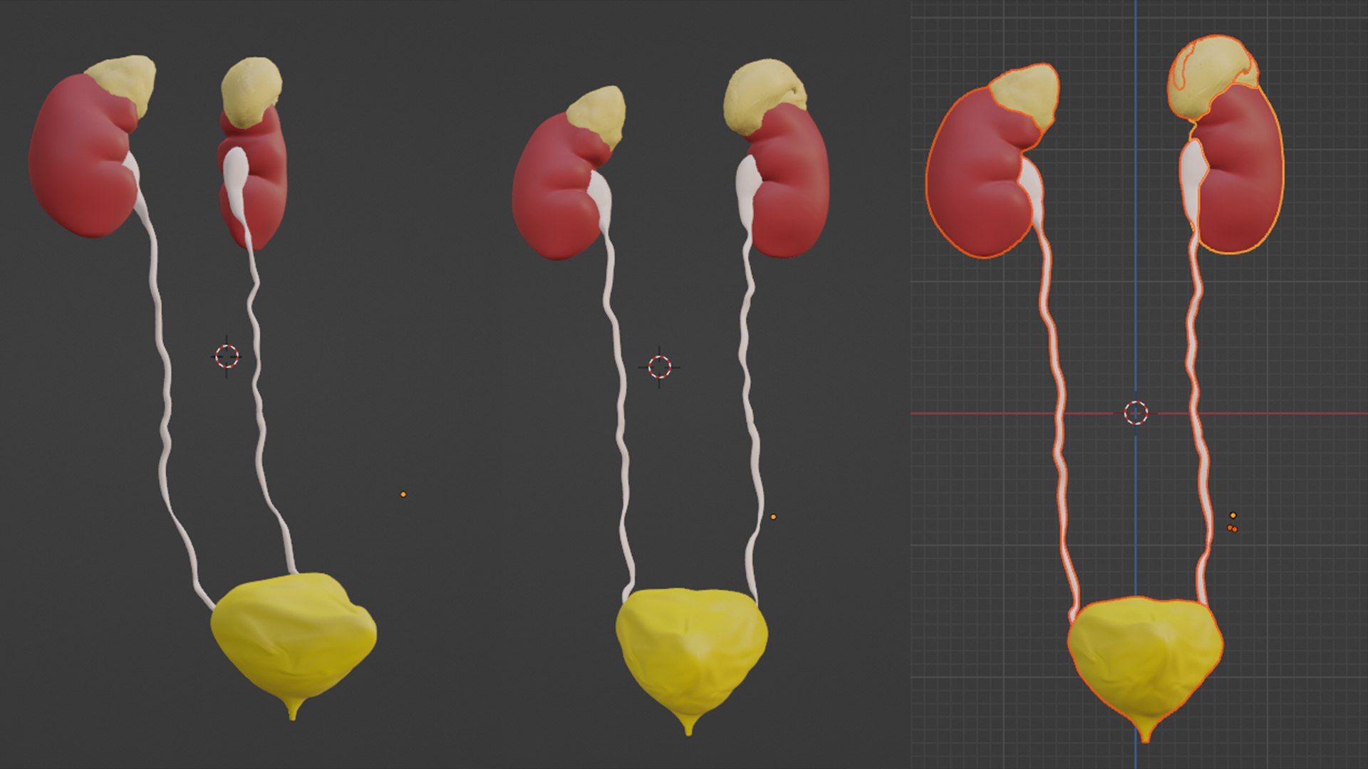 3D Model Of Urinary System Model - TurboSquid 2076873