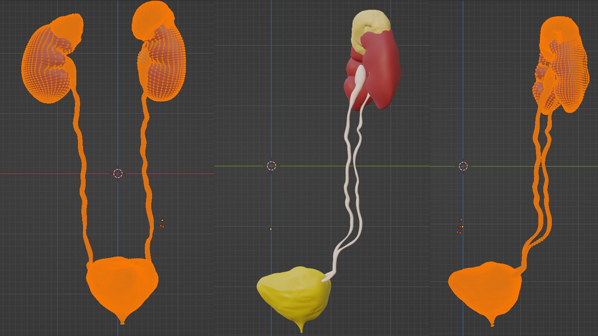 3D Model Of Urinary System Model - TurboSquid 2076873