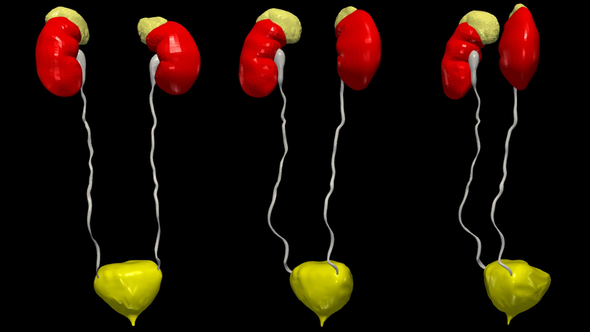 3D Model Of Urinary System Model - TurboSquid 2076873