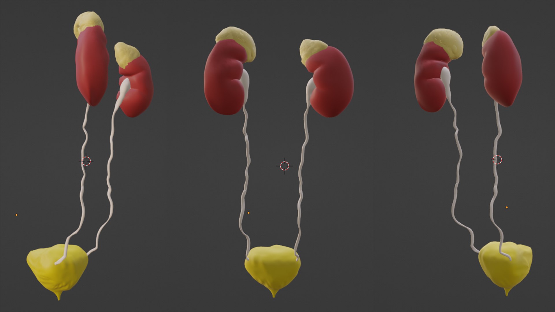 3D Model Of Urinary System Model - TurboSquid 2076873