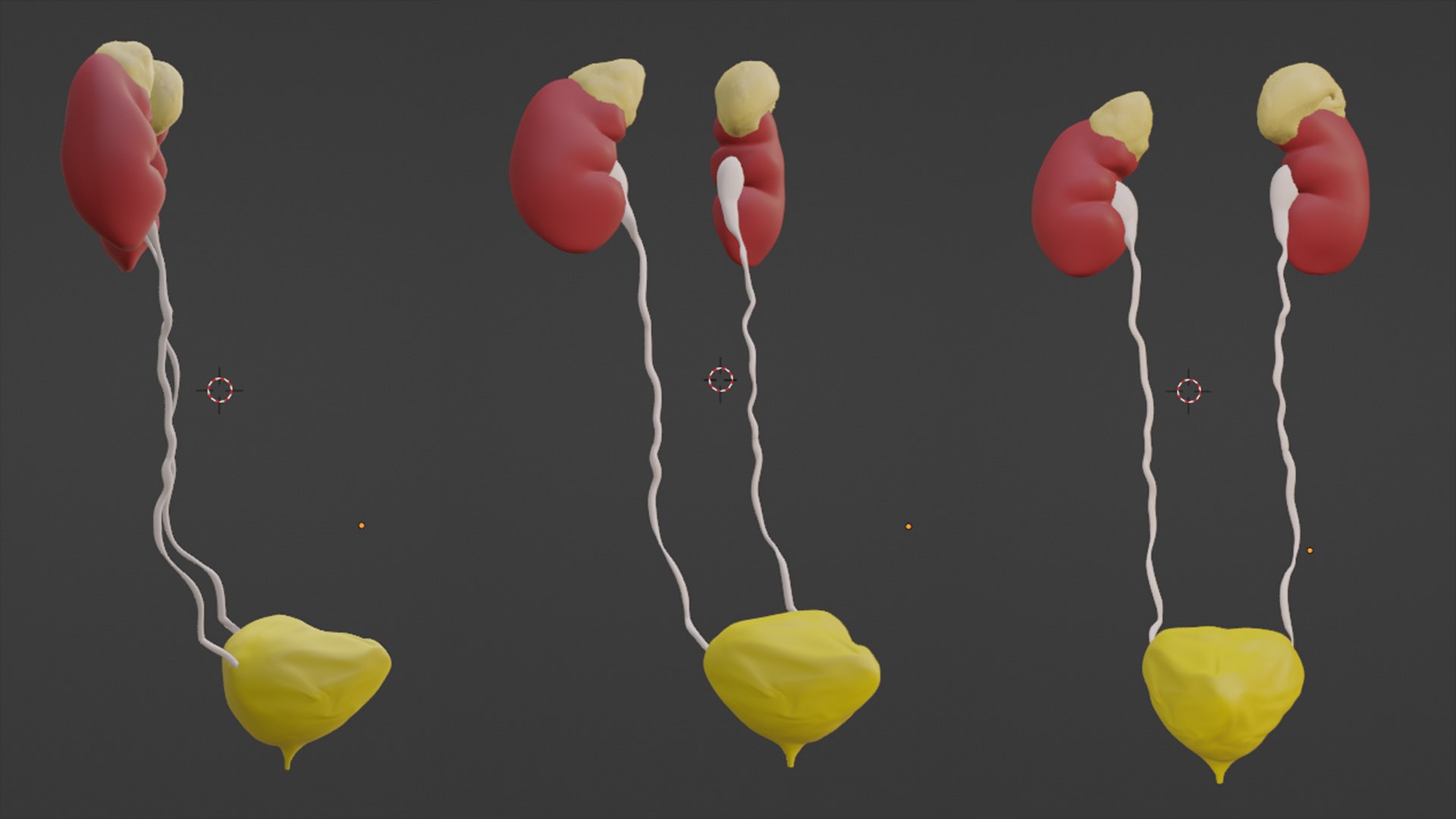 3D Model Of Urinary System Model - TurboSquid 2076873