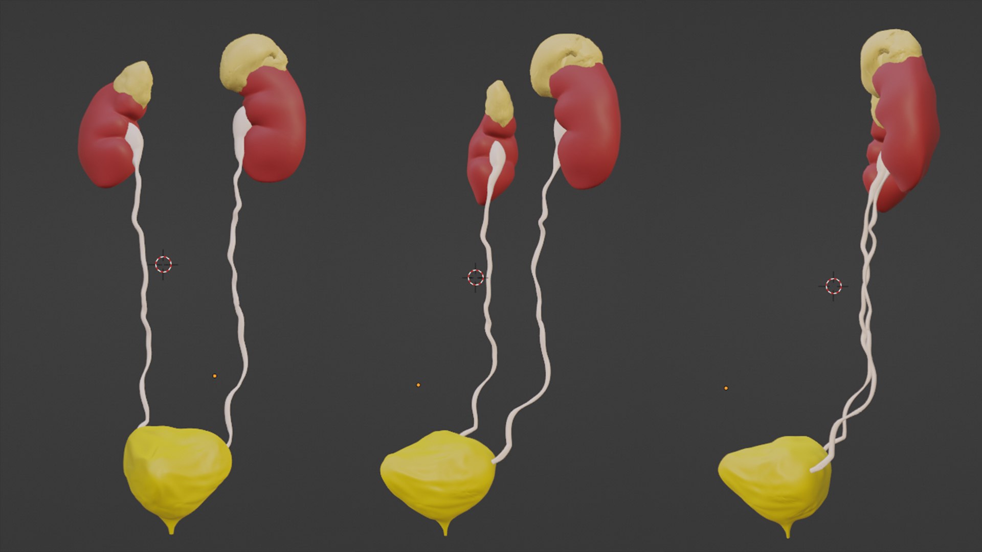 3D Model Of Urinary System Model - TurboSquid 2076873