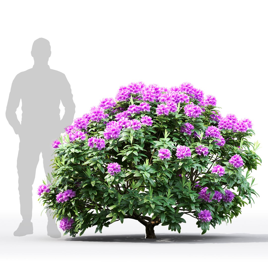 3D Rhododendron Bushes Model - TurboSquid 1700552