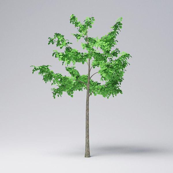 Mountain maple - 300cm model - TurboSquid 1203516