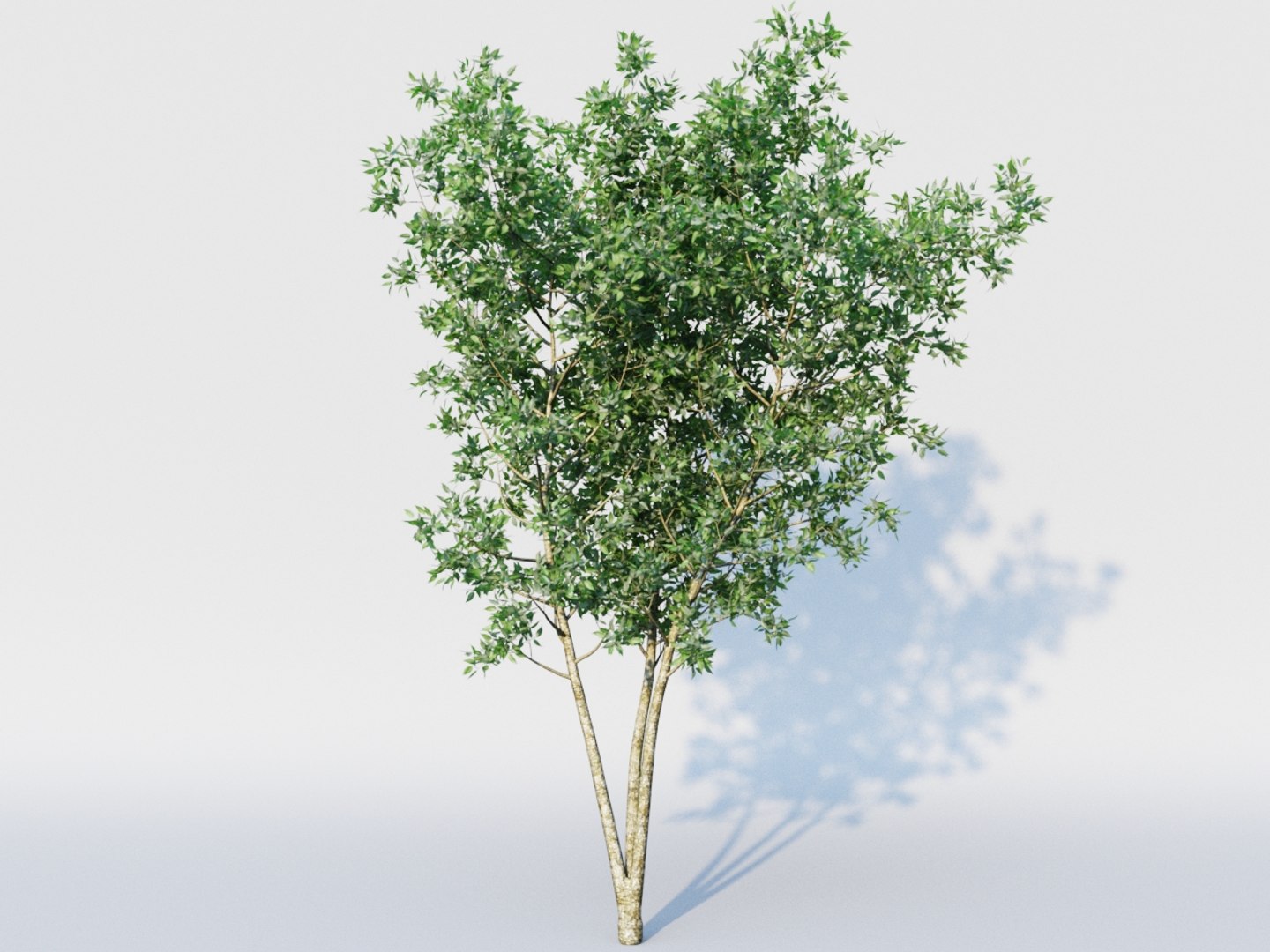 3D Tree Plant Model - TurboSquid 1300075