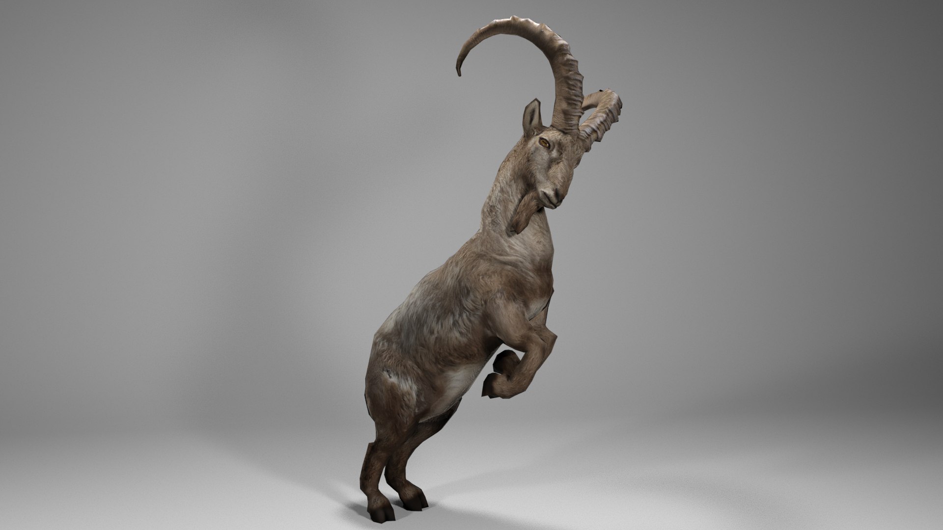 Alpine Ibex 3D - TurboSquid 1913258