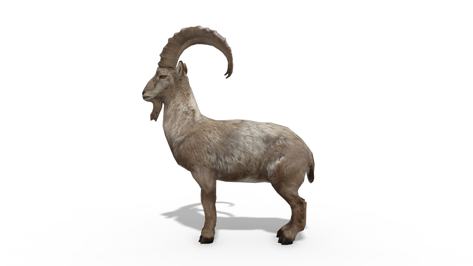 Alpine Ibex 3D - TurboSquid 1913258