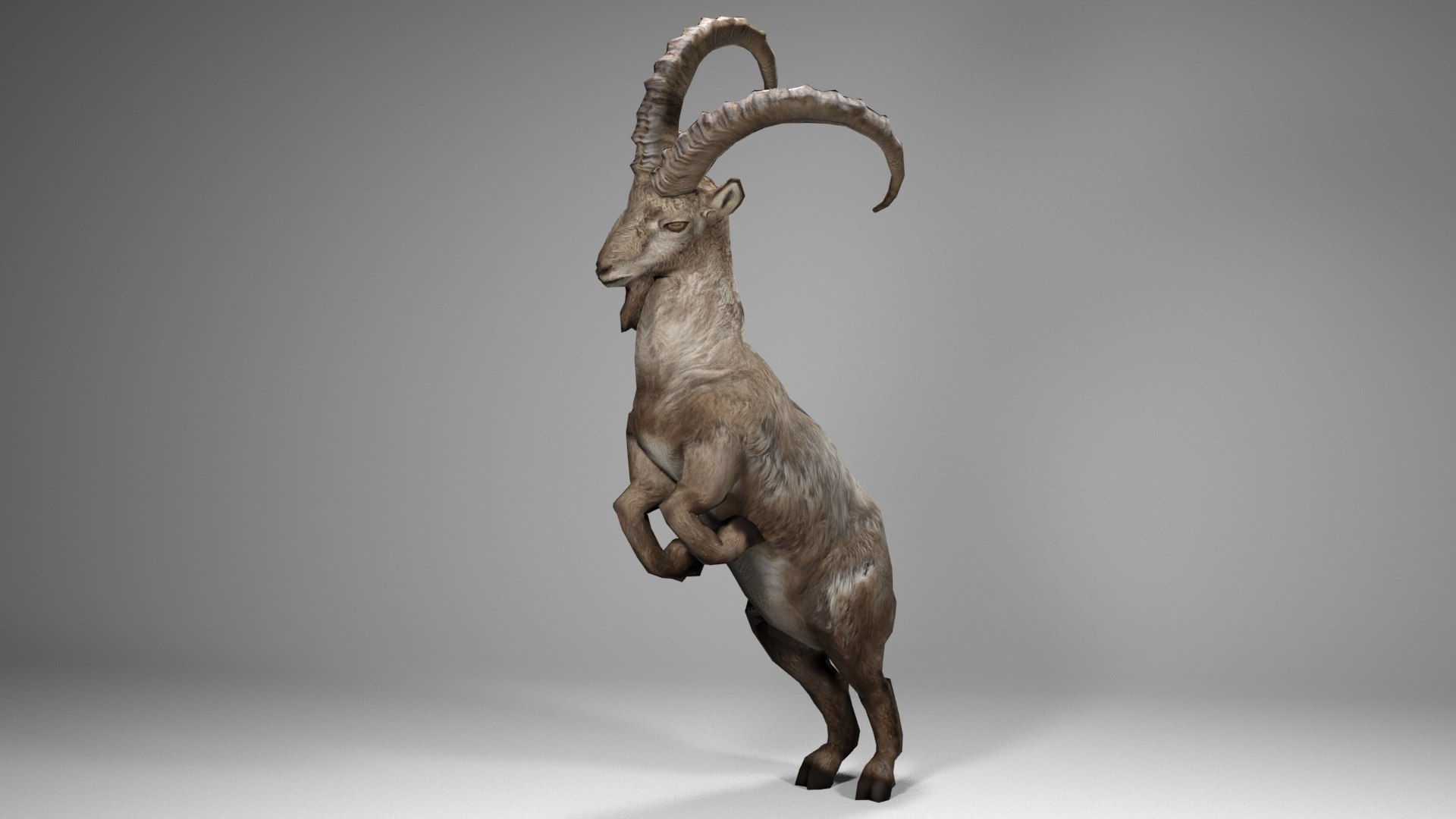 Alpine Ibex 3D - TurboSquid 1913258