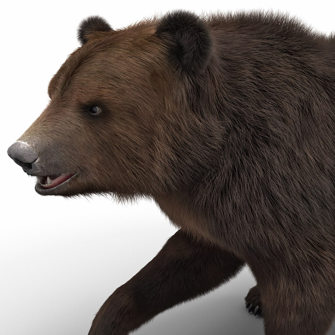 3d Bear Pose 2 Model