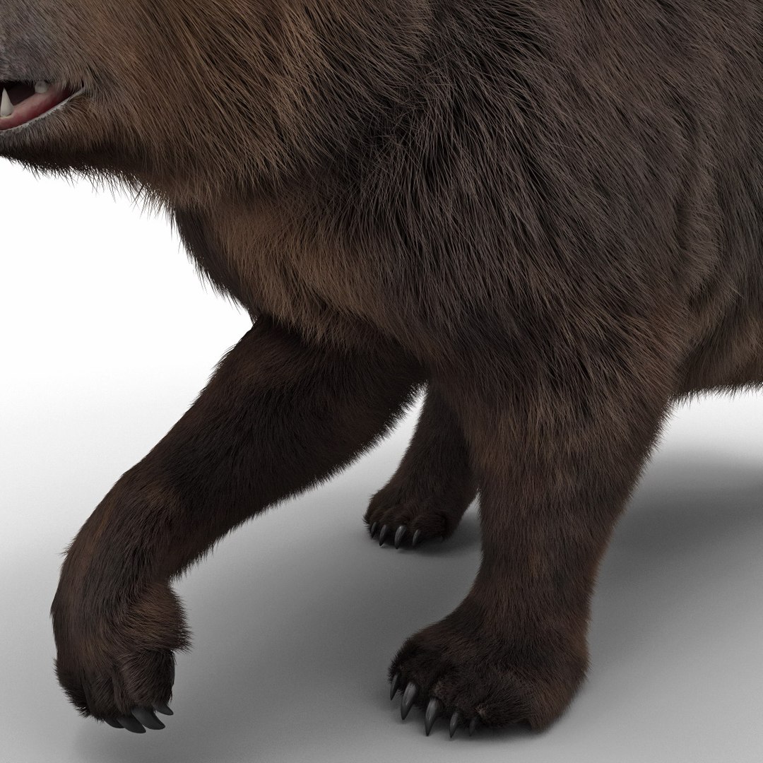 3d Bear Pose 2 Model